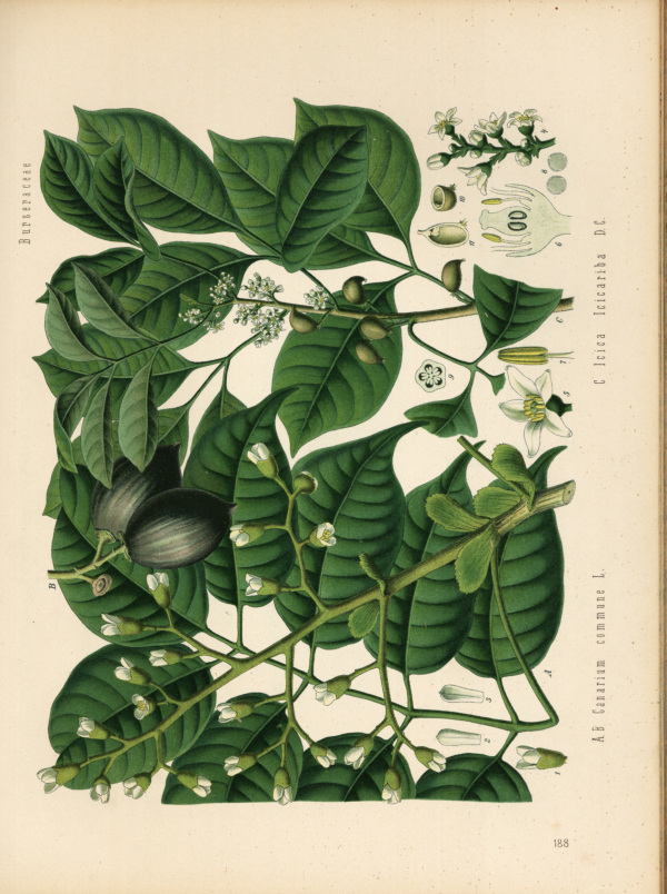 Canarium commune und Icica icicariba