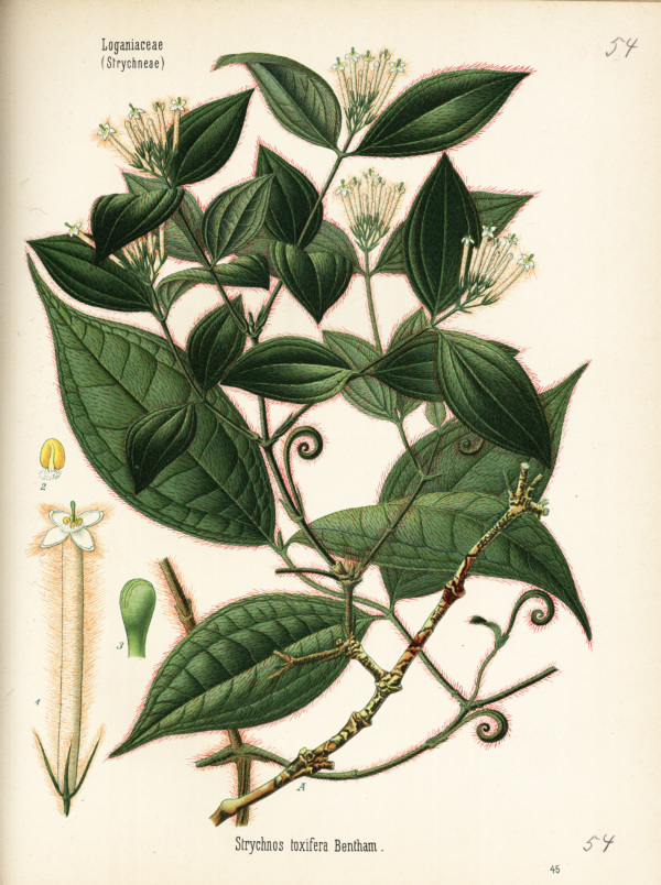 Curare-Pflanze, Strychnos toxifera