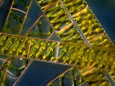 Das aktuelle Bild: Fadenalgen